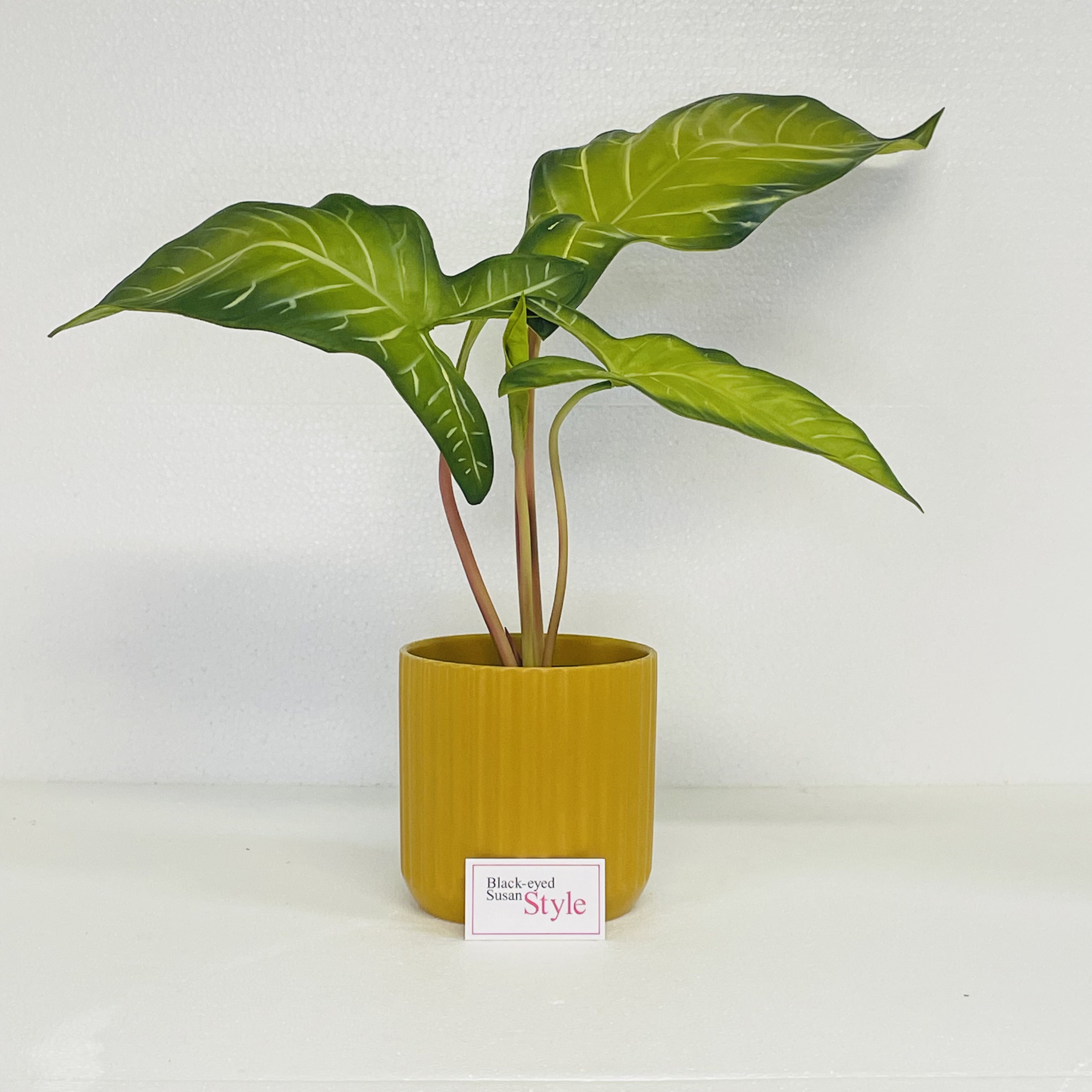 22" Longiloba Plant – Black-eyed Susan